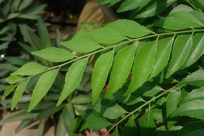 10 Jenis Daun-daunan untuk Memasak, Ada Taburan Hingga Pembungkus ...