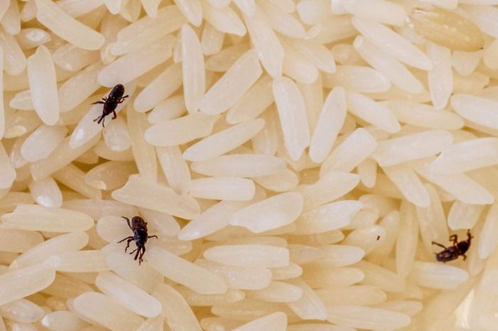 Cara Ampuh Mengusir Kutu dari Karung Beras, Cukup Modal 3 Bahan Dapur ...