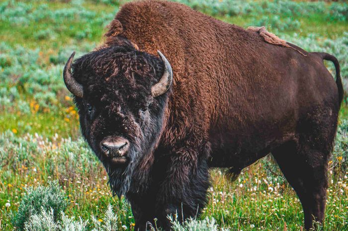 Menggali 6 Fakta Unik Bison, Hewan Besar yang Bisa Berlari Cepat - Bobo