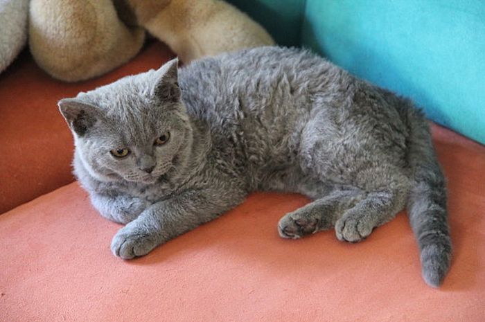 15 Fakta Menarik British Shorthair, Ras Kucing Berpipi Tembam dari ...