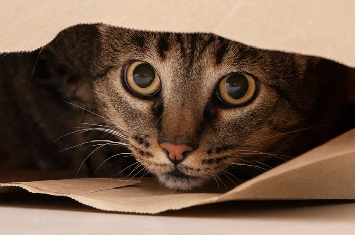 15 Fakta Ilmiah Toyger, Ras Kucing Mirip Harimau yang Ramah Manusia - Kids