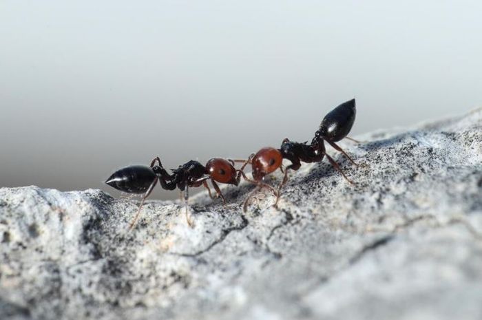 Tak Perlu Pakai Kapur Barus, 7 Cara Ini Ternyata Ampuh Mengusir Semut ...