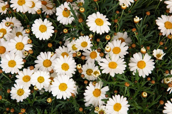 Namanya Penuh Arti dan Simbol, Ini 5 Fakta Unik Bunga Daisy - Kids Namanya Penuh Arti dan Simbol, Ini 5 Fakta Unik Bunga Daisy - Kids