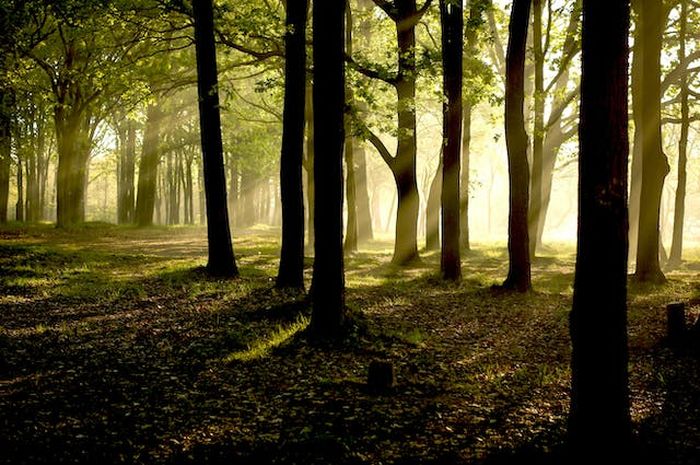 Sering Dikaitkan dengan Keindahan, Apa Itu 'Komorebi'? #AkuBacaAkuTahu ...