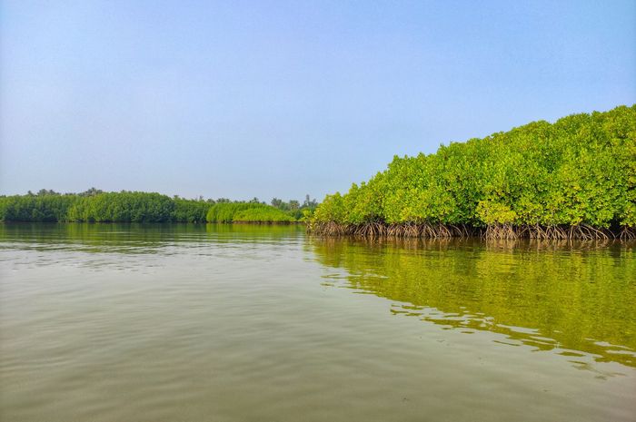 Berikut Ini Grafik Penurunan Luas Hutan Mangrove dari Tahun 2010 Hingga ...