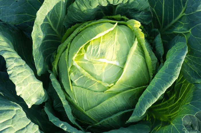 Cara Ampuh Menghilangkan Rasa Sakit pada Payudara dengan Daun Kubis ...