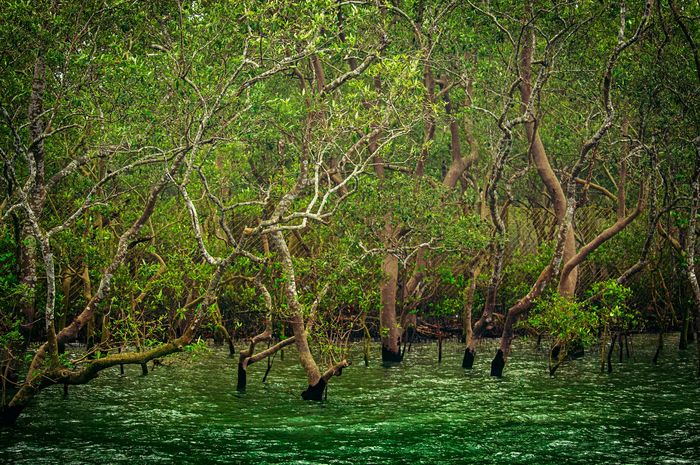 Cermati dan Temukan Penyebab Penurunan Luas Hutan Mangrove di Indonesia ...