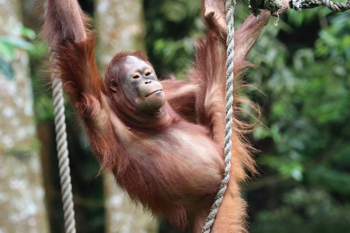 Mengenal Keragaman Fauna di Kalimantan, Salah Satunya Orang Utan - Kids