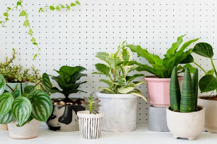 Rekomendasi Tanaman Indoor yang Dapat Menghasilkan Oksigen, Catat! - Nakita