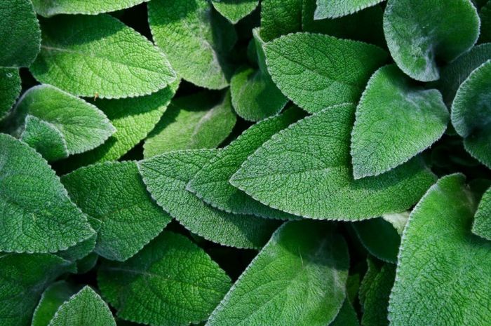 Mengapa Bentuk Tulang Daun Berbeda-beda? Materi IPAS Kelas 4 SD - Bobo