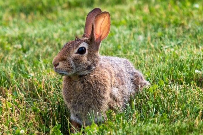 Mengenal Keragaman Fauna di Pulau Sumatera, Salah Satunya Kelinci - Kids
