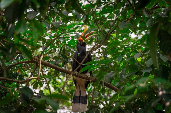 5 Fakta Unik Rangkong Badak, Burung yang Punya Cula Seperti Badak - Bobo