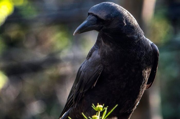 Kenapa Gagak disebut Burung yang Sangat Cerdas? #AkuBacaAkuTahu - Kids