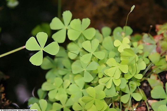 7 Manfaat Daun Semanggi, Tanaman Air Berdaun Empat Pereda Demam - Kids