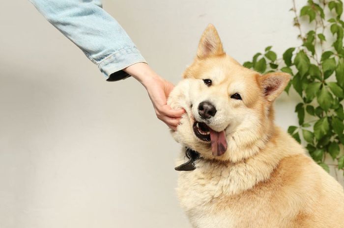 7 Cara Unik Anjing Menunjukkan Kasih Sayang pada Pemiliknya, Apa Saja ...