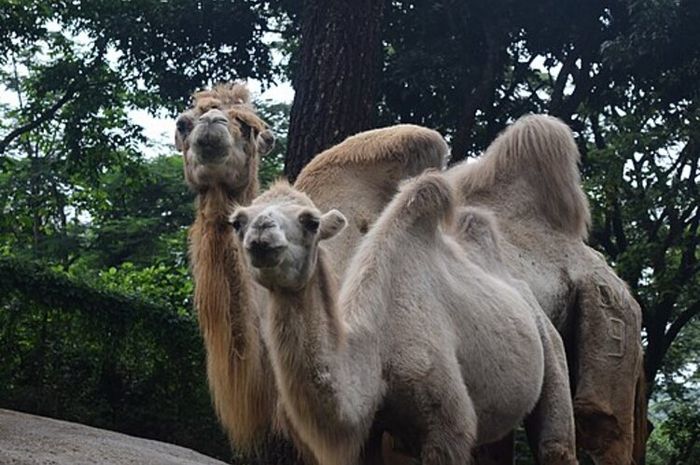 Apa Fungsi Dua Punuk Unta Baktria? - Adjar