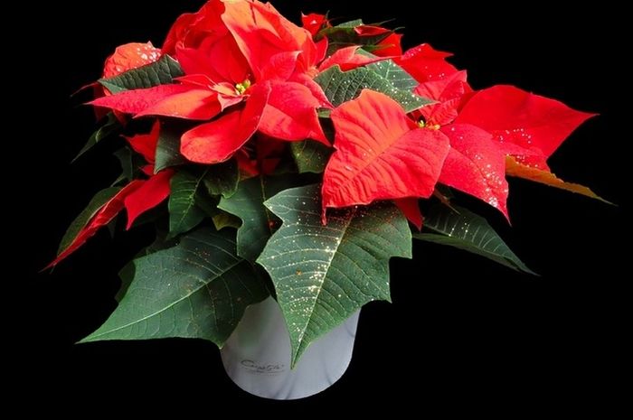 Buat Suasana Makin Indah, ini 6 Bunga yang Cocok Jadi Dekorasi Natal - Bobo