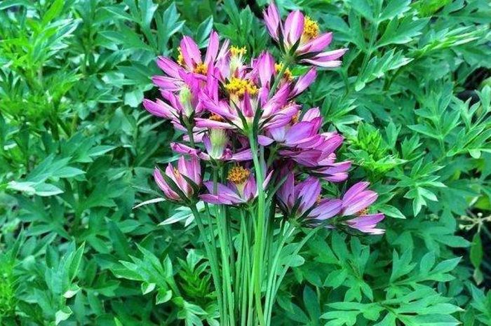 Jadi Sayuran Favorit, Ternyata Daun Kenikir Memiliki Manfaat Luar Biasa ...