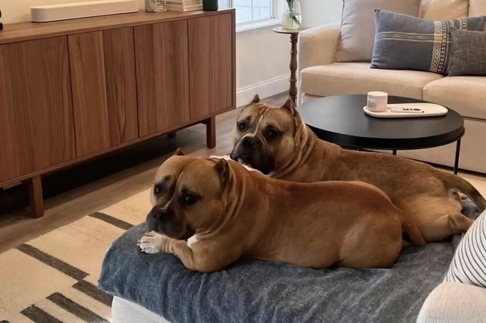 Miliki Hubungan Istimewa, Ini Kisah Menggemaskan Pertemuan Dua Anjing ... Miliki Hubungan Istimewa, Ini Kisah Menggemaskan Pertemuan Dua Anjing ...