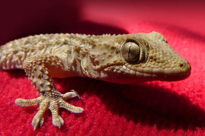 Arti Bunyi Tokek Menurut Jumlahnya dari 1 sampai 15, Bisa Tanda ...