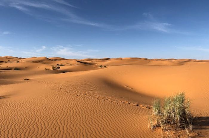 Geografi Kelas XI SMA: 5 Ciri Khas Bioma Gurun dan Jenis-jenisnya - Kids