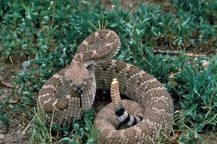 Berbeda dengan Ular Lain, Kenapa Ular Derik Bisa Hasilkan Bunyi dari ...