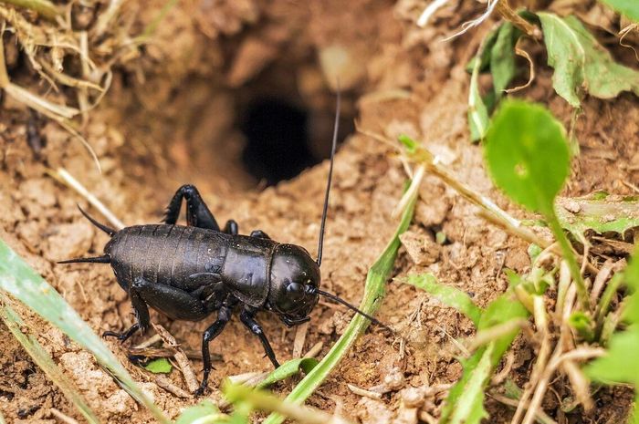 Bisa Keluarkan Suara Nyaring yang Khas, Ini 5 Fakta Unik Jangkrik - Bobo