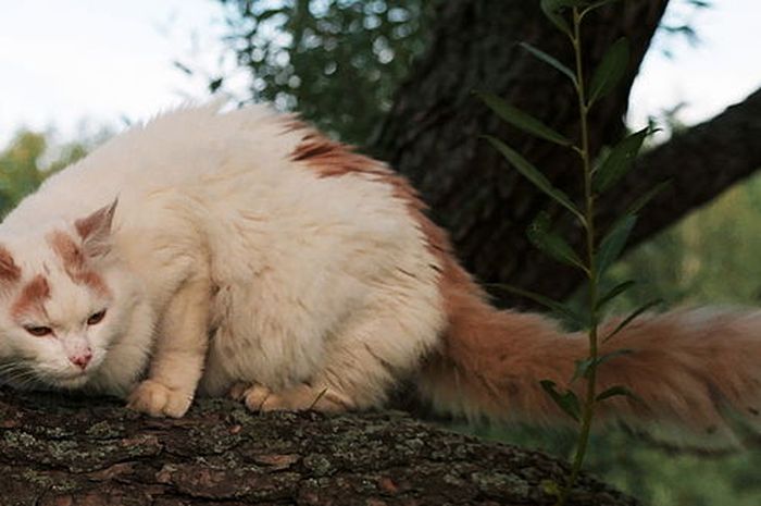 12 Fakta Menarik Turkish Van, Kucing Putih Besar yang Jago Berenang - Kids