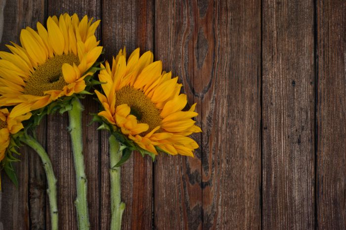 3 Arti Mimpi Bunga, Akan Muncul Gairah dalam Hidup, Simak Beberapa ...