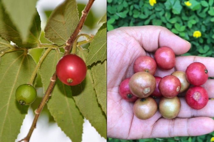 Tahun 2024 Kok Belum Tahu Manfaat Buah Talok untuk Kesehatan Ini ...