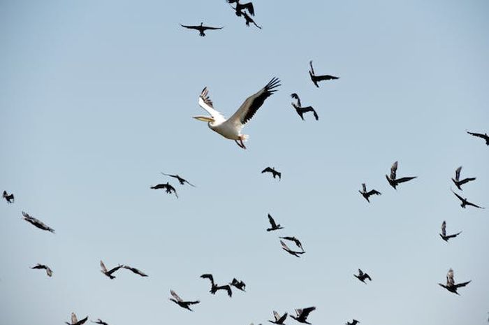Geografi Kelas XI SMA: 3 Persebaran Fauna Indonesia dan Contohnya - Kids