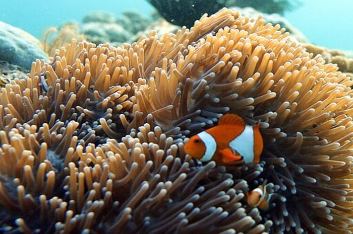 Kenapa Ikan Badut atau Ikan Nemo Dapat Hidup di antara Anemon Laut? - Adjar
