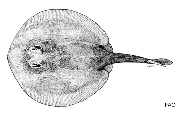 15 Fakta Menarik Pari Jawa, Spesies Ikan Pertama yang Punah Karena Ulah ...