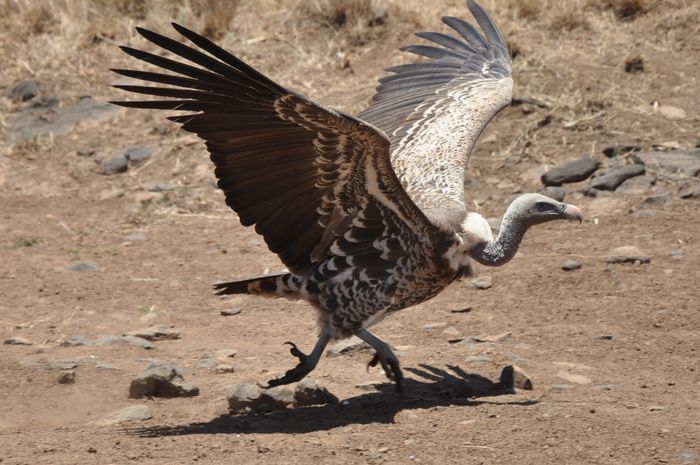 Ketika Burung Bangkai Afrika Mulai Menghilang, Bencana pun Mengintai ...