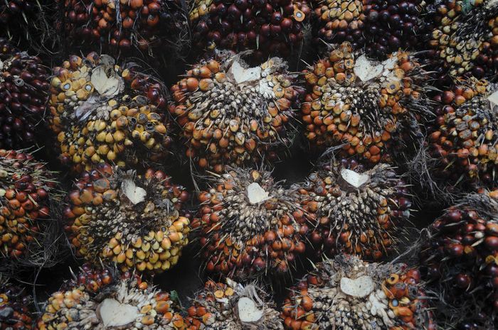 10 Provinsi Penghasil Sawit Terbesar Di Indonesia Mencakup Hampir 90