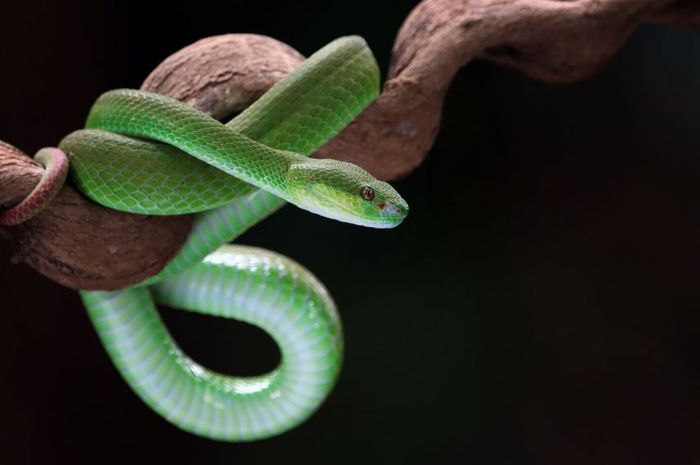 Untuk Apa Ular Mengganti Kulitnya? #AkuBacaAkuTahu - Kids