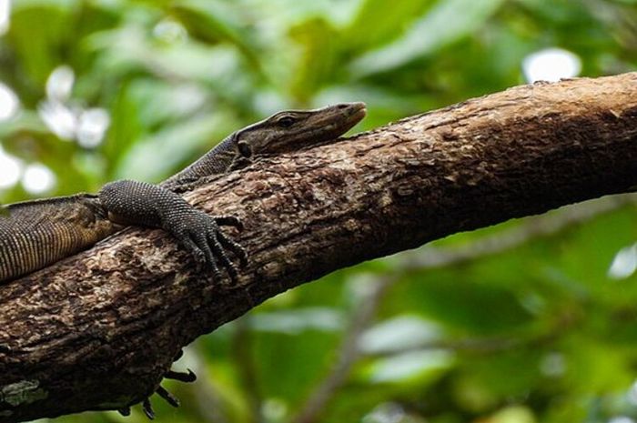13 Jenis Biawak yang Dilindungi di Indonesia dan Nama Latinnya - Adjar
