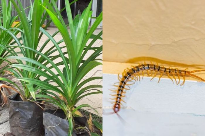 Cara Ampuh Membasmi Kelabang di Rumah Saat Musim Hujan, Mudah Cuma Pakai Daun yang Ada di ...