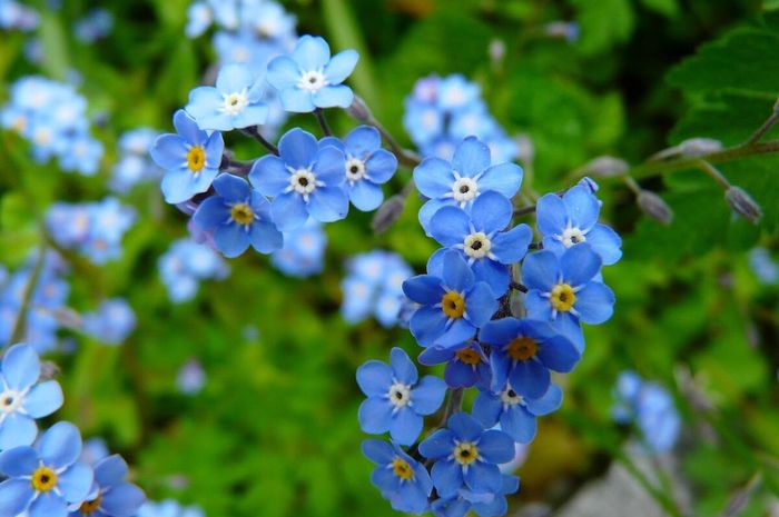 Cocok Jadi Dekorasi di Rumah, Ini 7 Jenis Bunga Berwarna Biru - Bobo