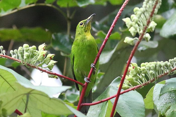 Bukan Hanya Bulu Indah, Ini 6 Jenis Burung yang Punya Kicauan Merdu - Bobo