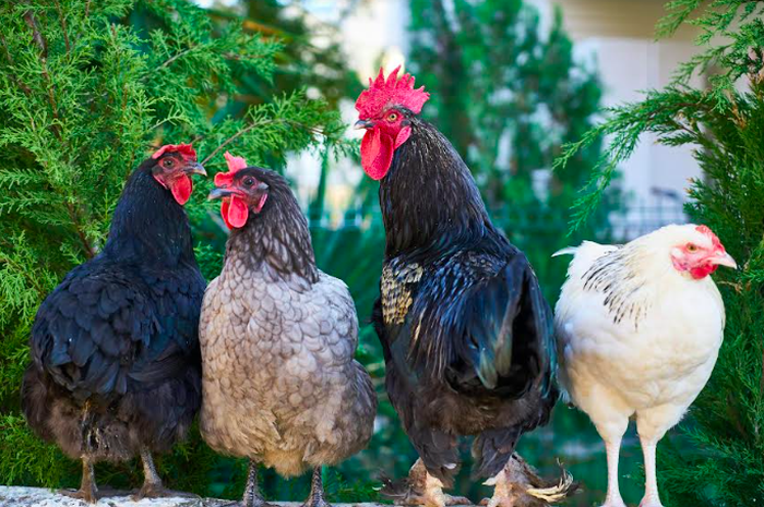 4 Arti Mimpi Ayam, Tak Semuanya Jadi Pertanda Baik, Kamu Juga Perlu ...