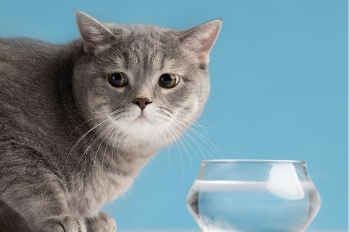 Kenapa Kucing Takut pada Air? #AkuBacaAkuTahu - Kids