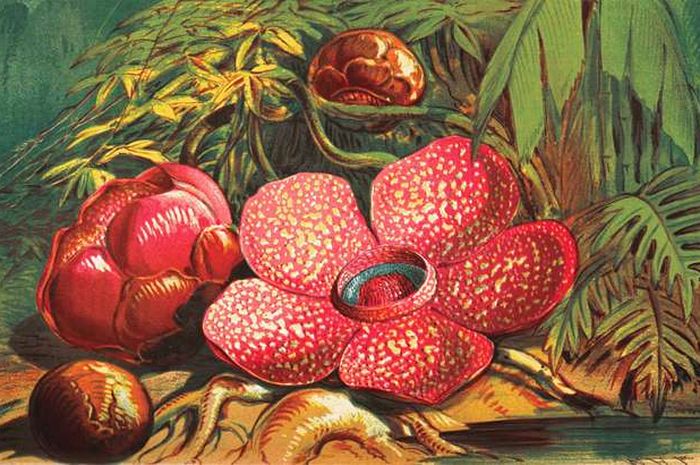 Kenapa Bunga Rafflesia Tak Boleh Disentuh? #AkuBacaAkuTahu - Kids