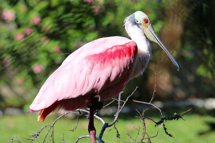 Bukan Hanya Flamingo, Inilah 5 Jenis Burung dengan Bulu Merah Muda - Bobo