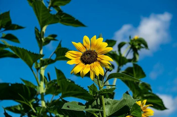 Ingin Bunga Matahari Tumbuh Subur dan Cepat Berbunga? Coba Lakukan 5 ...