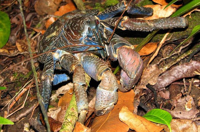 10 Fakta Menarik Kepiting Laba-Laba, Kepiting Terbesar yang Hidup di ...