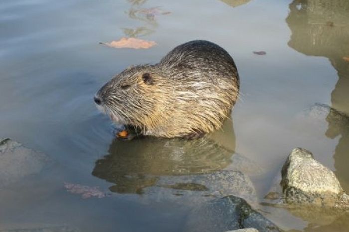 Berapa Lama Biwara Bisa Bertahan di Bawah Air? - Adjar