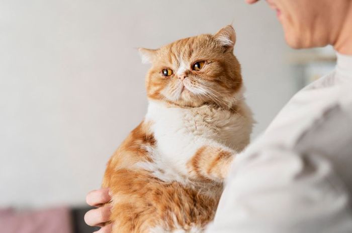 Kenapa Kucing Suka Memijat Pemiliknya? #AkuBacaAkuTahu - Kids Kenapa Kucing Suka Memijat Pemiliknya? #AkuBacaAkuTahu - Kids