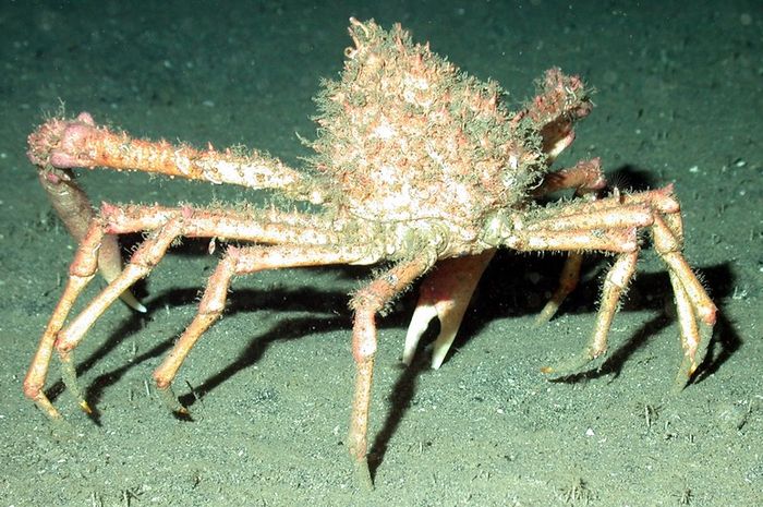 10 Fakta Menarik Kepiting Laba-Laba, Kepiting Terbesar yang Hidup di ...