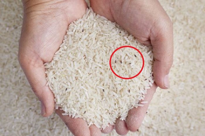 Apakah Beras yang Pernah Dipenuhi Kutu Masih Aman Dikonsumsi? Ini ...